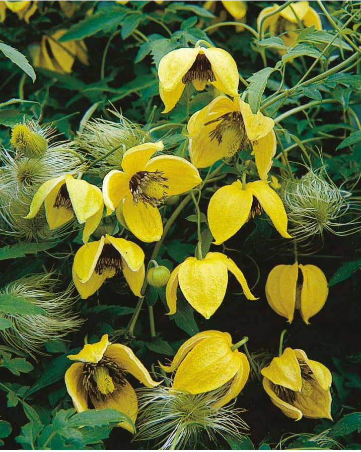 Клематис тангутский `Билл МакКензи`, Clematis tangutica `Bill MacKenzie ...